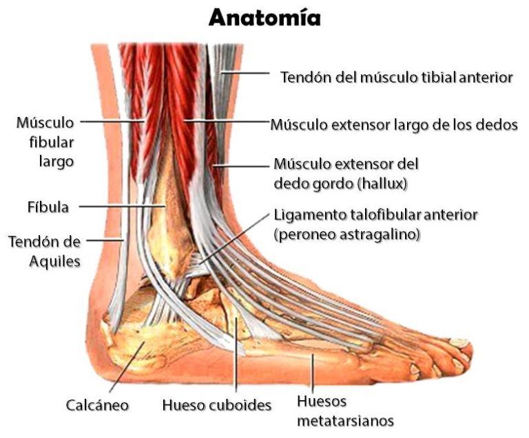 ESGUINCES de TOBILLO [Anatomía, Tratamiento y Tipos]