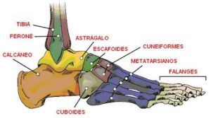 ESGUINCES de TOBILLO [Anatomía, Tratamiento y Tipos]